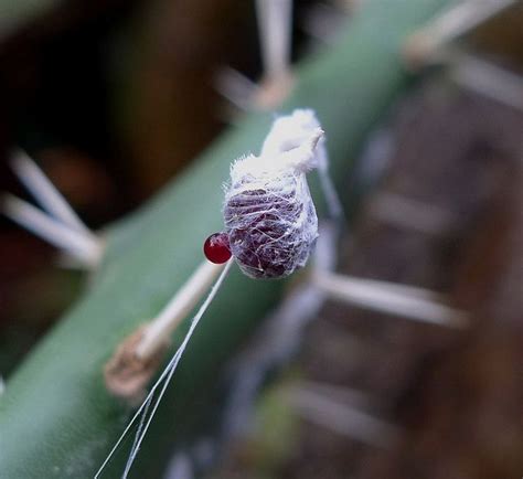 Meet The Bugs We Smoosh To Make Natural Red Dye Red Cocoon Insect