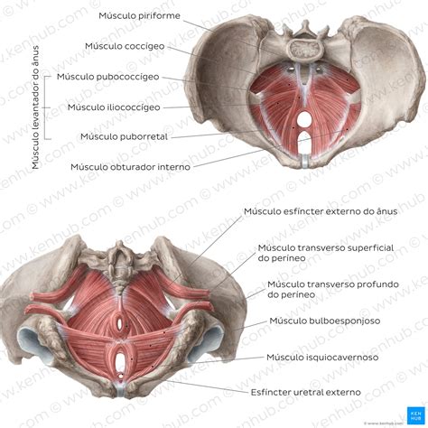 Músculos Do Assoalho Pélvico Anatomia E Função Kenhub