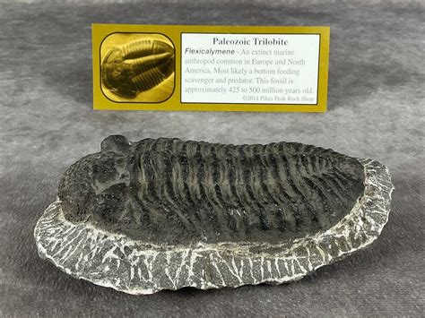 Paleozoic Trilobite Fossil Auction
