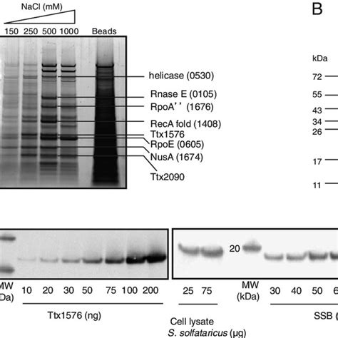 Identification And Purification Of Ssdna Binding Proteins From T