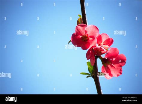 Flowering Quince Spacing At Alfred Wilford Blog