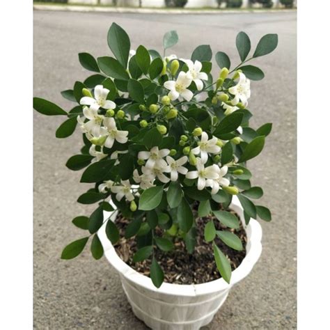 Bunga Kemuning Jalan Hijau Energi