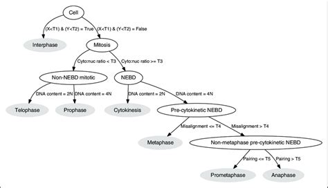 Decision Tree For Mitotic Stage Classification Nodes Blank Ovals And