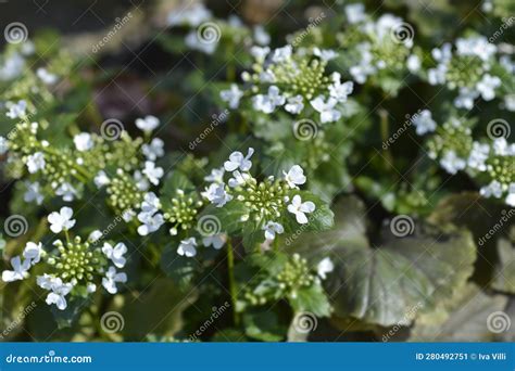 Caucasian Pennycress Stock Image Image Of Green Macrophyllum 280492751