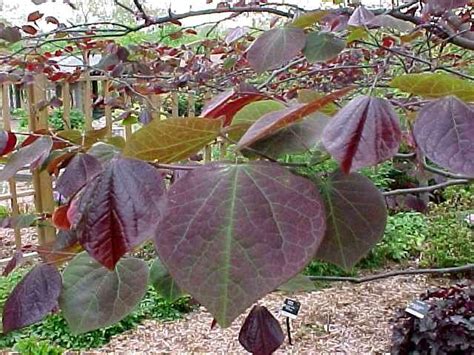 Top 10 Trees To Plant Under Power Lines