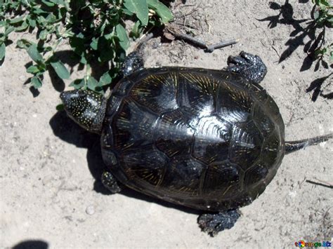 Deau Douce Tortue Image Libre № 9296