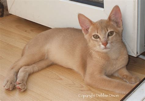 Fawn Cat Abyssinian Abyssinian Cat Nz Your Ultimate Guide Pd
