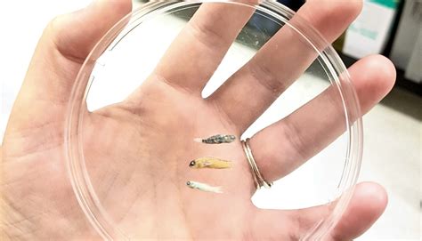 Goby Fish Genetics Genes Controlling Extreme Size Variation Revealed