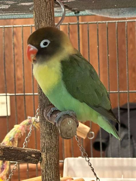 Lovebird Pair