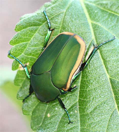 Figeater Beetle Identification Life Cycle Damage Treatment Faqs
