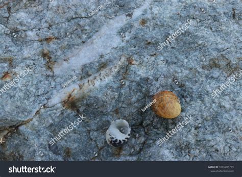 Fossil Shells On Sedimentary Rock Stock Photo Shutterstock
