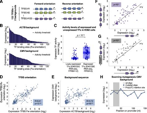 Tf Activity Screen For 133 Binding Sites And The Effect Of Nucleosome