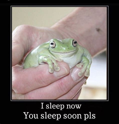Funny Frog Meme I Sleep Now You Sleep Soon