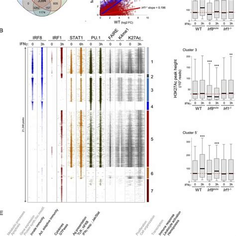 Different Irf8irf1 Binding Combinations In Macrophages And Association Download Scientific