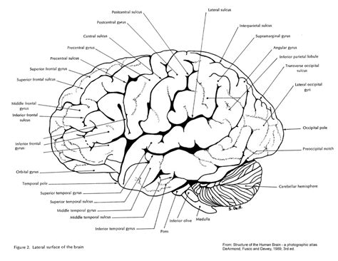 Brain Diagram Lateral View Wip Diagram Quizlet