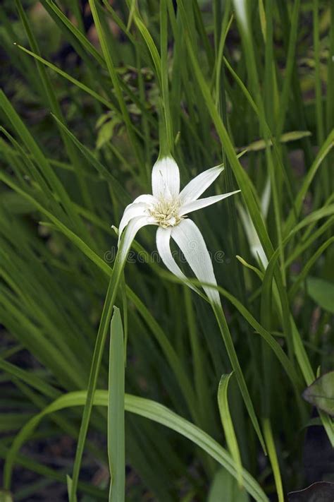 Star Grass Or Hypoxis Aurea Lour Root Isolated On White Background