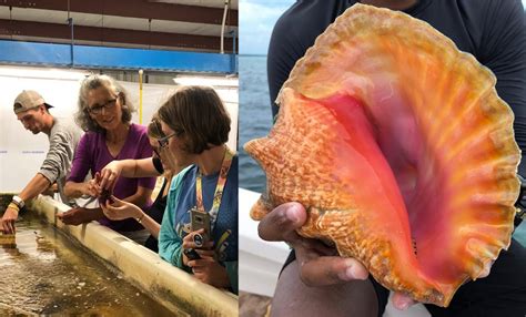 Aquaculture Aids The Restoration Of Iconic Caribbean Shellfish Queen