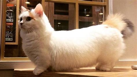 Short Leg Cats Trying To Stand Like Human Adorable Little Cats Cute