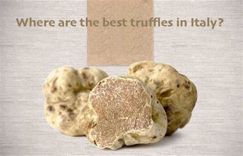 Where Are The Best Truffles In Italy • Trufflehuntingtours