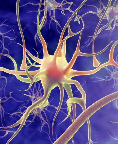Nerve Cell Stock Image P360 0330 Science Photo Library