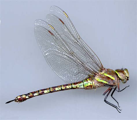 Aeshnidae