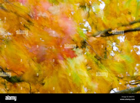 Strong Wind Tree Blowing Hi Res Stock Photography And Images Alamy