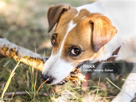 나무의 분 지를 좀 먹는 개의 초상화 잭 러셀 테리어 개 개 카메라를 보고는 나무 막대기로 20 29세에 대한 스톡 사진 및 기타 이미지 Istock