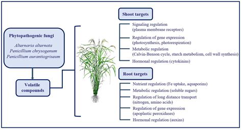 What To Use Beside Unlock Root Pro Gourmetmsa