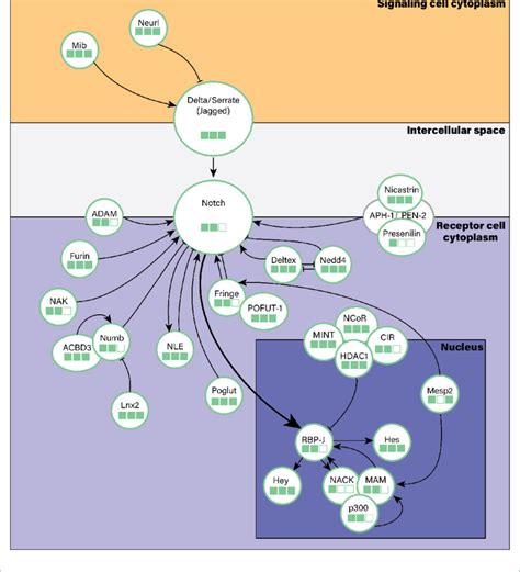 notch signaling pathway genes at james ivery blog