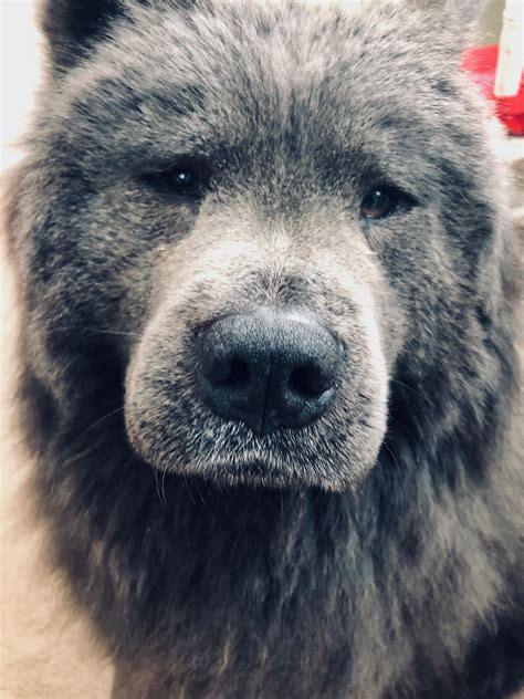 1056 Best Bear Cub Images On Pholder Hardcoreaww Aww And Nature Is