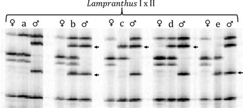 Detail Of Aflp Banding Patterns Of Lampranthus I ♀ Lampranthus Ii Download Scientific