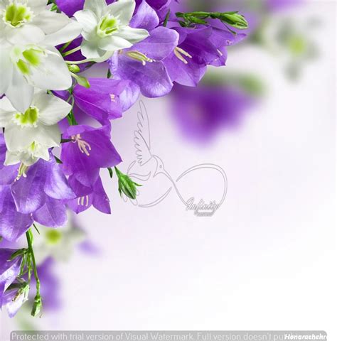 30 عکس از زیبایی گل بنفش که دل شما را میبرد