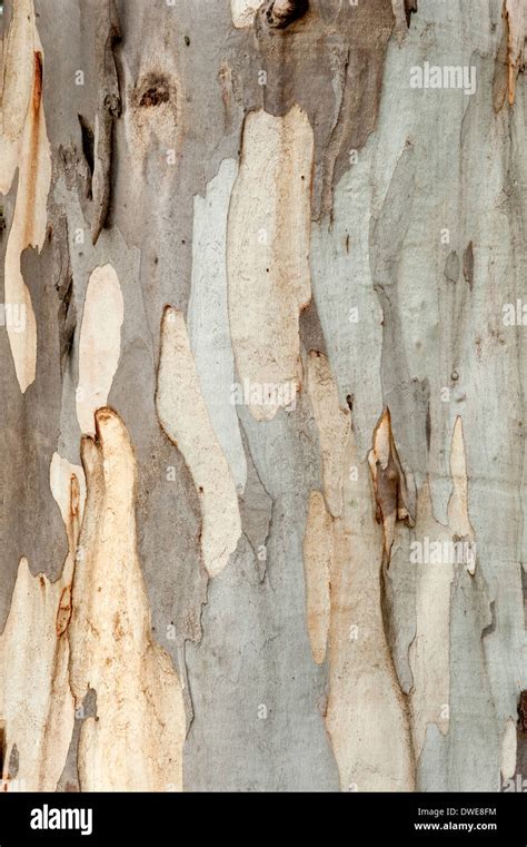 Eucalyptus Bark