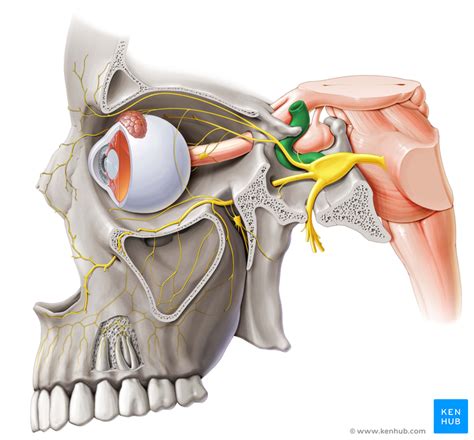 Carotid Sinus Anatomy