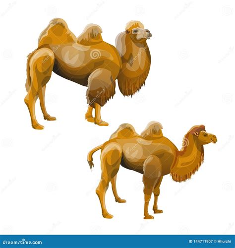 Bactrian Camel With A Saddle Raster Illustration In Flat Cartoon Style On White Background