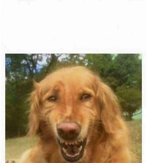 Forced Smile Meme