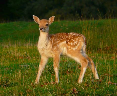 Fallow Deer Fawn