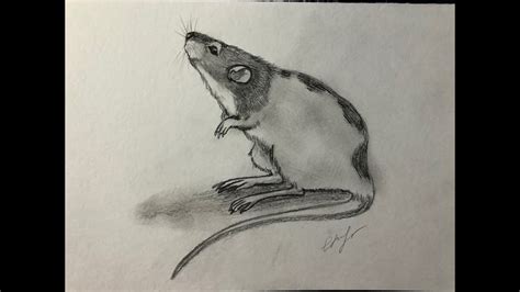 🐀🥰Крыса Rat как нарисовать крысу карандашом Youtube