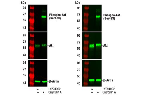 TrueBlack Fluorescent Western Blot Blocking Buffer Kit Cell Signaling Technology