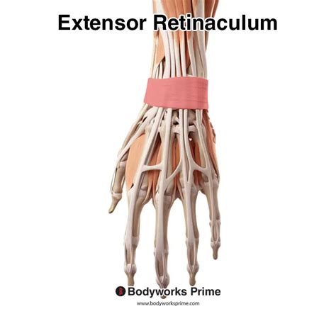 Extensor Carpi Ulnaris Muscle Anatomy Bodyworks Prime