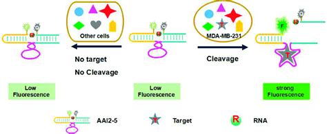Scheme 1 The Working Principle Of The Probe Download Scientific Diagram