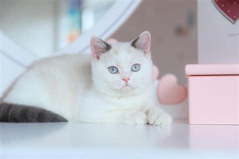 Litter E 11 03 2021 — Elegance