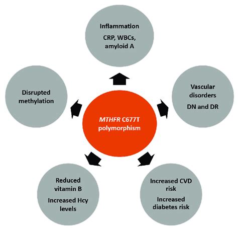 Potential Effects Of The Mthfr C677t Polymorphism On Several Disease Download Scientific