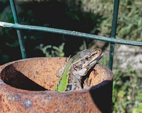 Premium Photo Close Up Of Lizard On Rusty Metal