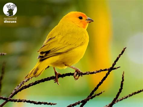 Domestic Canary Bird Overview Care Health And More
