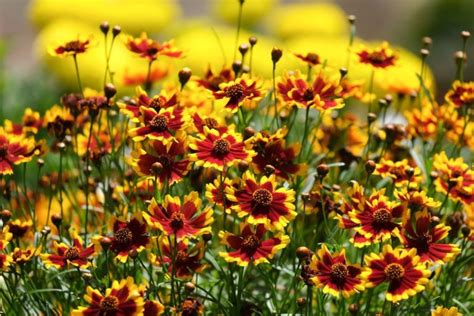Coreopsis Varieties Differences And Growing Tips Plantura