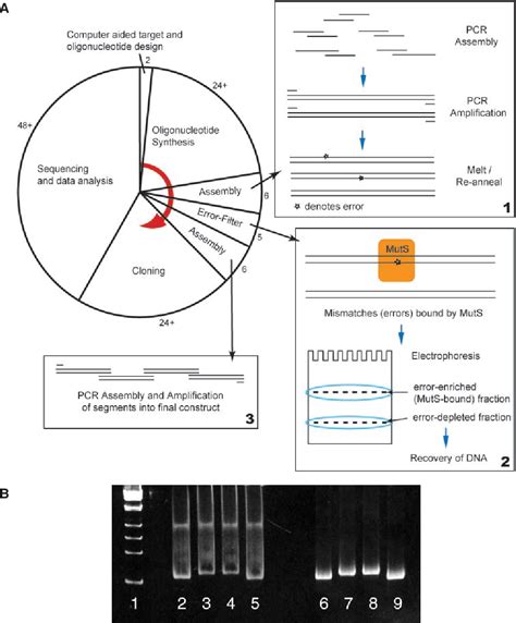 Figure 2 From Protein Mediated Error Correction For De Novo Dna