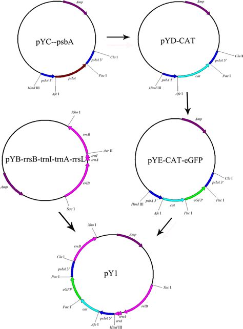 Physical Map Of Homologous Recombination Vector Py1 Download Scientific Diagram