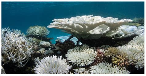Noaa Reports The Onset Of The Fourth Worldwide Coral Reef Bleaching