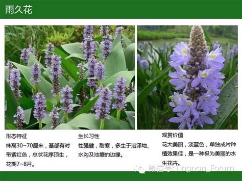 常用水生植物类集锦 智农361 农事百科